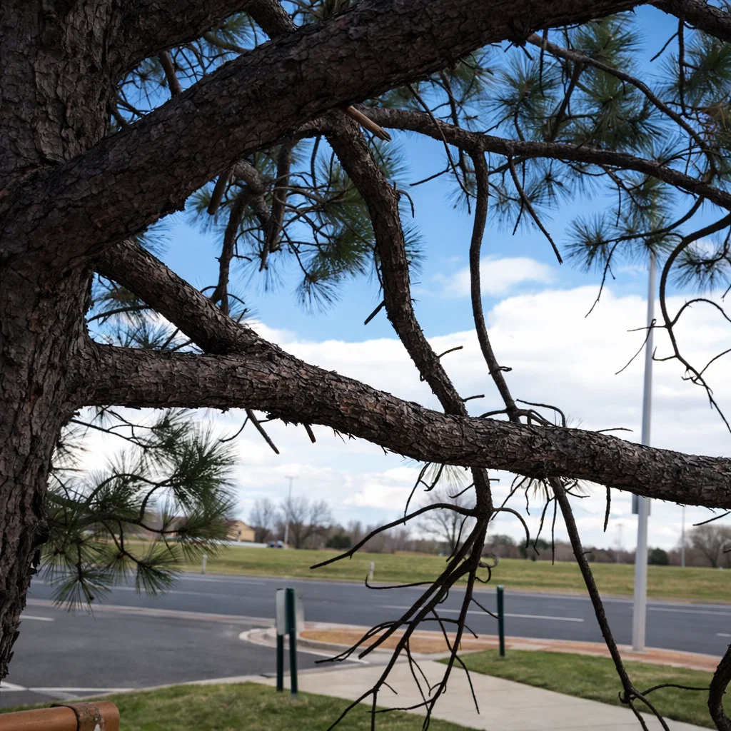 How to Hang a Hammock Chair on a Tree: A Comprehensive Guide - Aosom